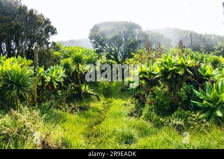 Giant groundsels growing in the wild at Mount Muhabura in the Mgahinga ...