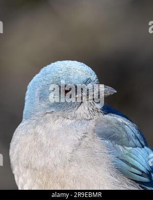 Scrub jay in the Southern Arizona Desert Stock Photo - Alamy