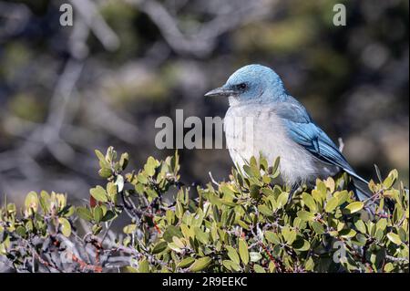 Scrub jay in the Southern Arizona Desert Stock Photo - Alamy
