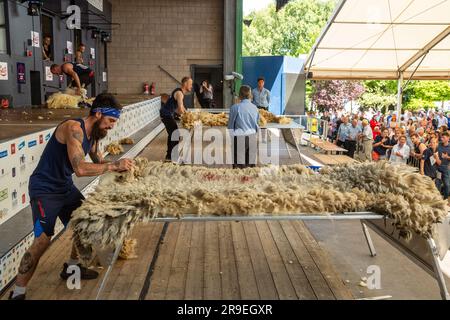 wool handling competition at the Royal Highland Show, Scotland Stock ...