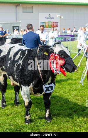 Highland cattle are judged at the Royal Highland Show at the Royal ...