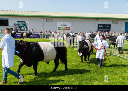 Belted galloway being shown at the Royal Highland Show, Scotland Stock ...