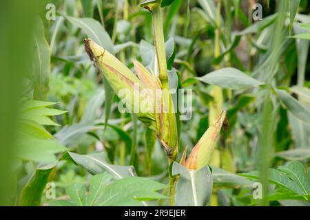 Organic corn ear in the Peruvian Amazon jungle near the city of ...