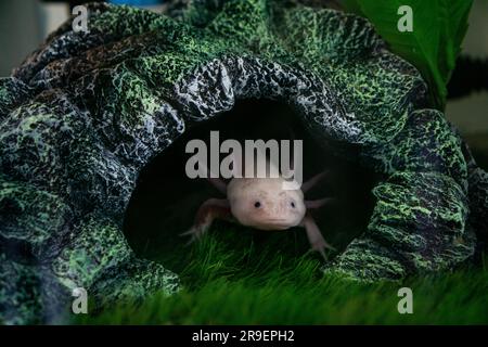 Axolotl ("water monster") or Mexican salamander (Ambystoma mexicanum ...