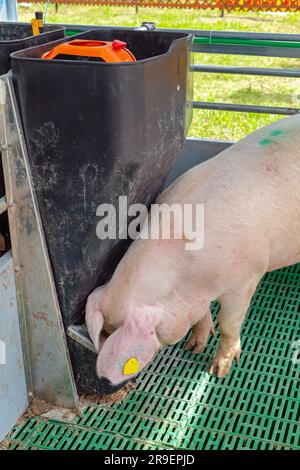 Automatic Pig Feeder Device at Modern Animal Farming Stock Photo - Alamy