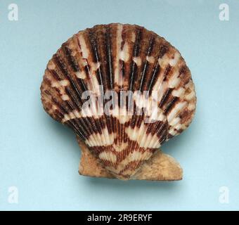 Argopecten irradians, Pectinidae Stock Photo - Alamy