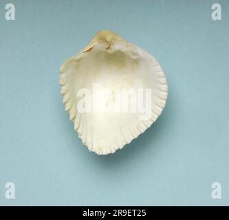 Fragum unedo, Cardiidae Stock Photo - Alamy