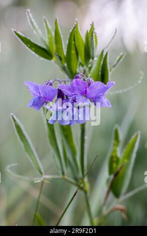MARSH PEA Lathyrus palustris (Fabaceae Stock Photo - Alamy