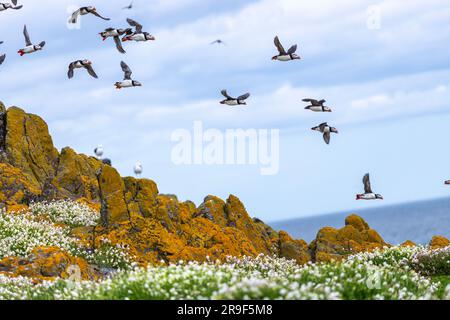 Flying Large flocks of Atlantic puffin (F. arctica), Isle of May, Firth ...