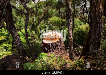 A felled tree stump at Waiotapu – Wai-o-tapu – Thermal Wonderland in ...