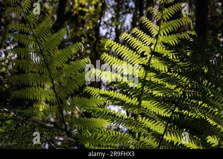 Huge ferns on the Fox Glacier Valley Walk – Te Moeka o Tuawe – Westland ...
