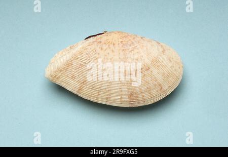 Tellina (Tellinella) listeri, Tellinidae Stock Photo - Alamy