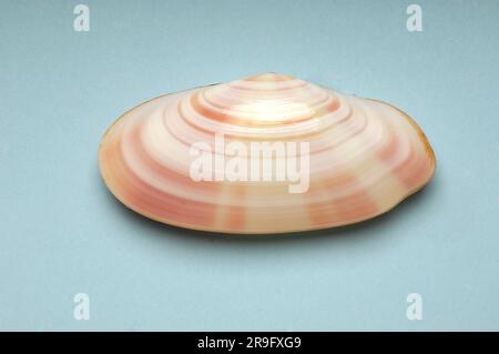 Tellina radiata, Tellinidae Stock Photo - Alamy