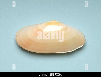 Tellina radiata, Tellinidae Stock Photo - Alamy