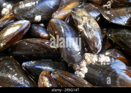 A bunch of mussels for sale at a market stall Stock Photo - Alamy