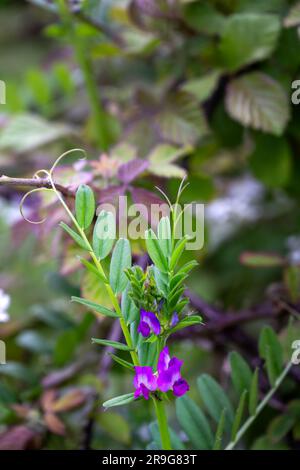 spring vetch (Vicia sativa), blooming Stock Photo - Alamy
