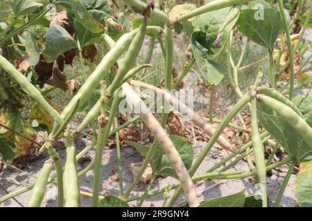 ripe cow pea bean on tree in farm for harvest are cash crops Stock ...