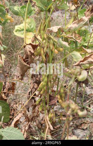 Soybean tree with flower in plantation Stock Photo - Alamy