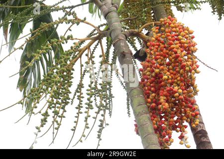 Red Areca Nut Palm on tree for nice nature Stock Photo - Alamy