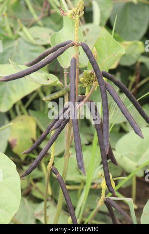 mung bean on tree in farm for harvest are cash crops Stock Photo - Alamy