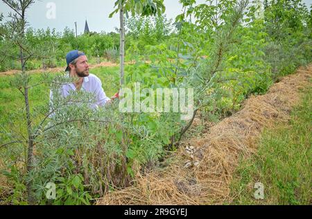 Alt Madlitz, Germany. 22nd June, 2023. Benedikt Bösel, farmer ...