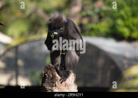 Dusky Leaf-monkeys are generally grey in color and have white patches ...