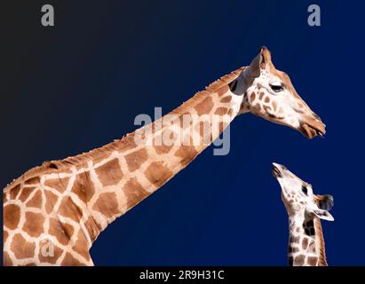 The giraffe is the tallest of all mammals. The legs and neck are ...