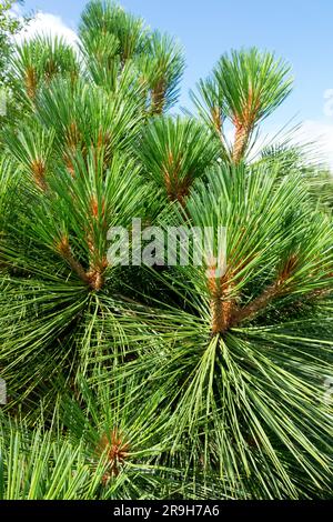 Pinus jeffreyi, Needles, Pino de Jeffrey, Pinus jeffreyi "Joppi Stock ...