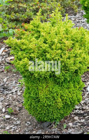 Evergreen, Plant, garden, Japanese cedar dwarf Cryptomeria japonica ...