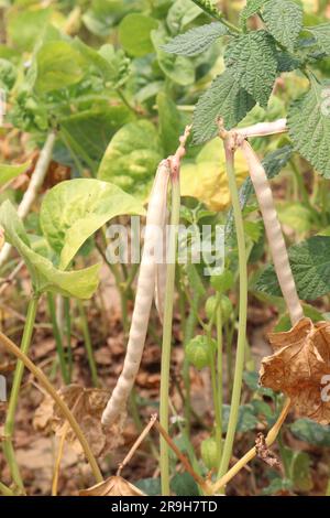 ripe cow pea bean on tree in farm for harvest are cash crops Stock ...