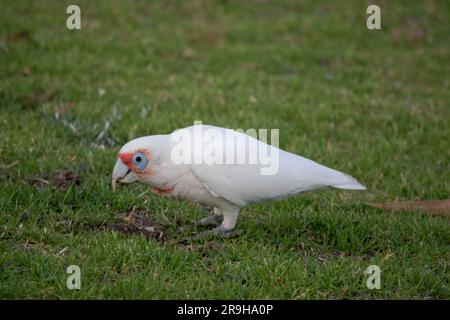 the long billed corella is an all white bird with red on the face and ...