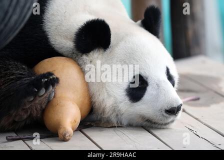 Anshan, China's Liaoning Province. 26th June, 2023. Giant panda Gang ...