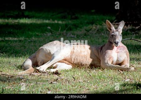 the male red kangaroo is very muscular with a red brown coat of fur ...