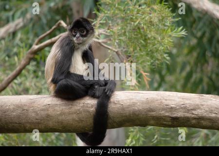 The spider monkey has thumbless hands, this lanky potbellied primate ...