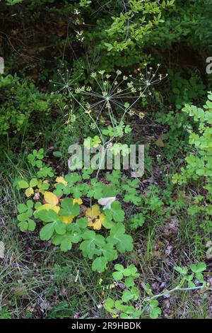 Laser trilobum, Apiaceae. Wild plant shot in summer Stock Photo - Alamy