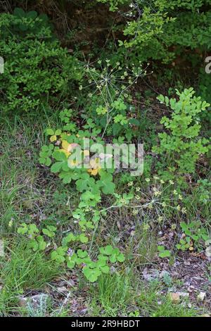 Laser trilobum, Apiaceae. Wild plant shot in summer Stock Photo - Alamy