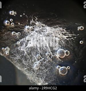 Fungal and fungi hyphae under the microscope in the soil and compost ...