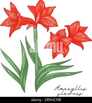 Pink amaryllis pattern background vector Stock Vector Image & Art - Alamy