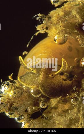 Freshwater slug, Egg-shaped mud snail (Radix ovata), Baden-Wuerttemberg ...
