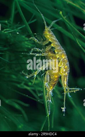 Wasserassel, Asellus, aquaticus Stock Photo - Alamy