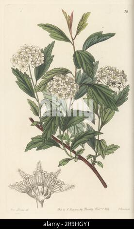 May bush, Spiraea cantoniensis. Introduced from China by English ...