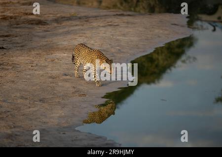 Leopard (Panthera pardus) female, comes down from the tree with prey ...