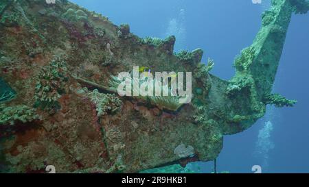 A clownfish swims near sea anemone at the Boo Windows dive site in ...