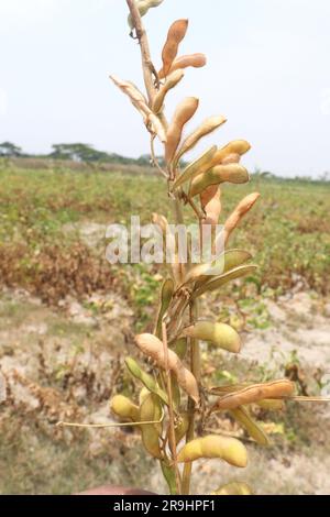 ripe soybean on tree in farm for oil harvesting are cash crops Stock ...