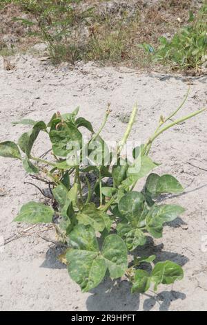 ripe cow pea bean on tree in farm for harvest are cash crops Stock ...