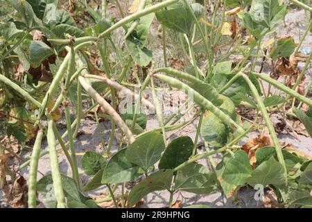 ripe cow pea bean on tree in farm for harvest are cash crops Stock ...