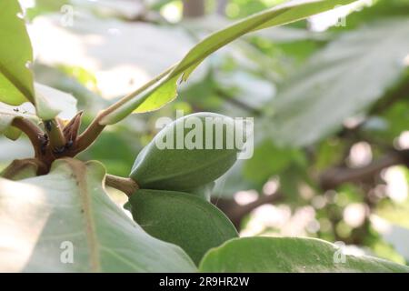 Terminalia catappa on tree in nursery for harvest are cash crops Stock ...