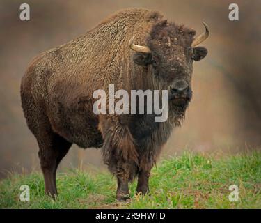 American Bison (Bison bison) Mammalia Stock Photo - Alamy