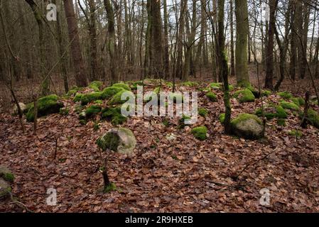 Bronze age tumulus grave near Stiernsee and tiny village Briesen in ...