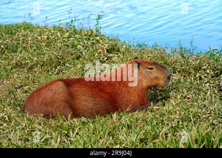Capybara chilling peaceful lying by the lake Stock Photo - Alamy